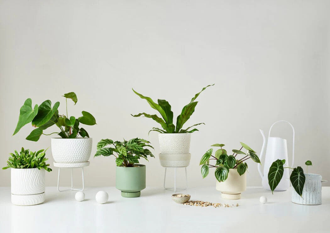 Ceramic Indoor & Outdoor Planters | Ceramic Plant Pots in UAE