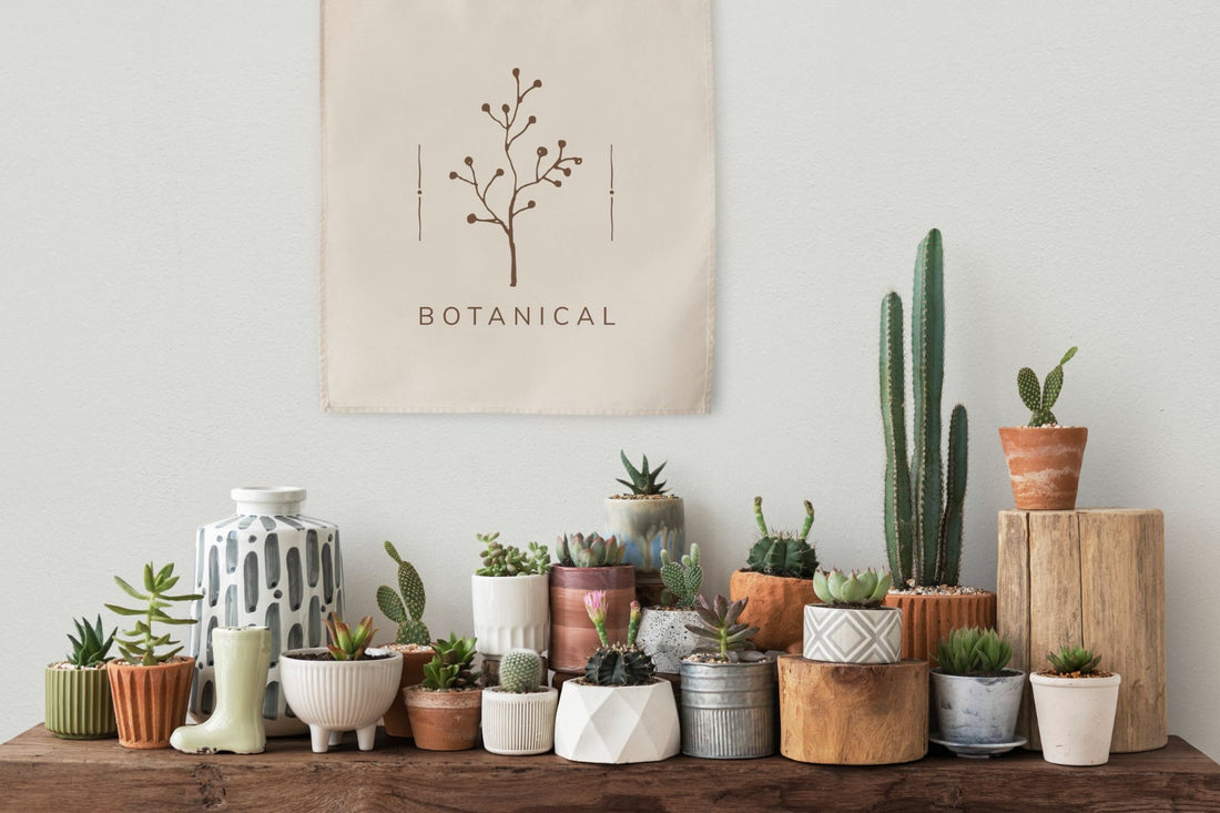 Buy Indoor Cactus & Succulent Plants in Dubai, UAE