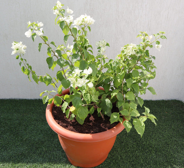 Bougainvillea White in 20″ Cosmoplast Round Pot – Royal Plantscape