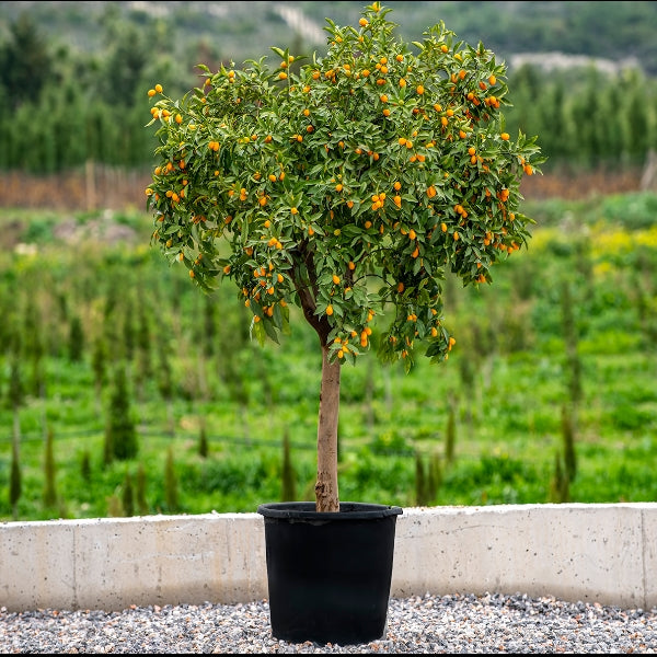 Citrus Fortunella margarita Tree “Kumquat” – Royal Plantscape