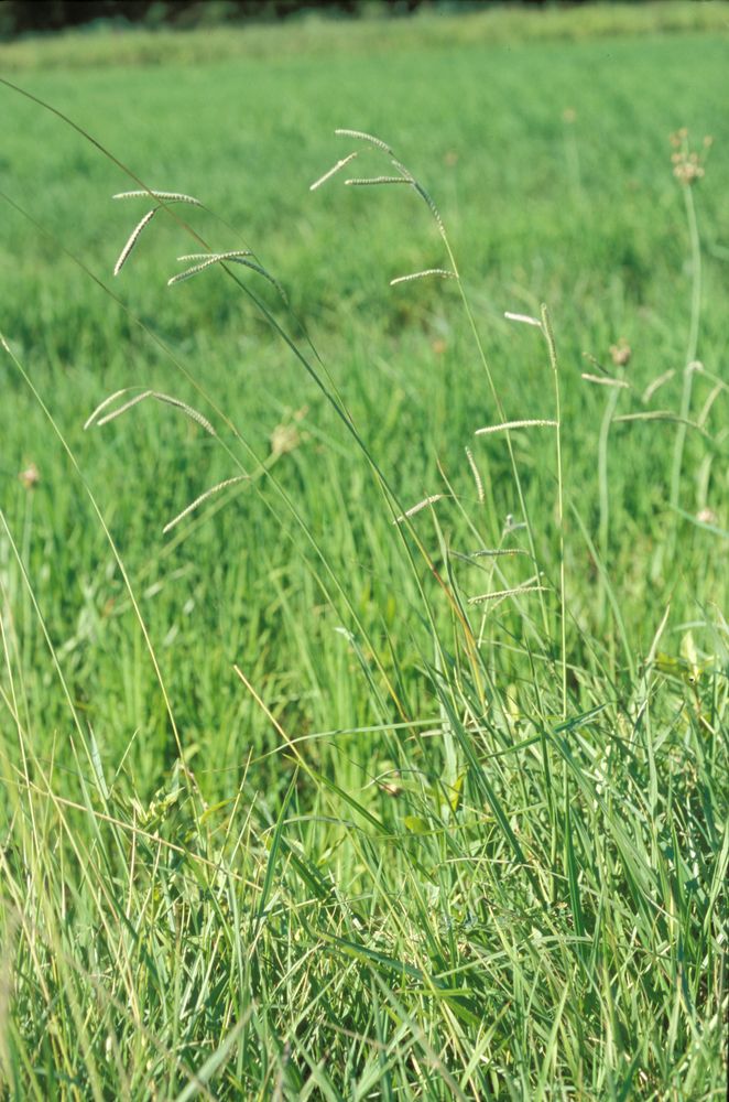 Grass Natural Carpet Paspalum Grass “Paspalium vaginatum”(Price Per Ma